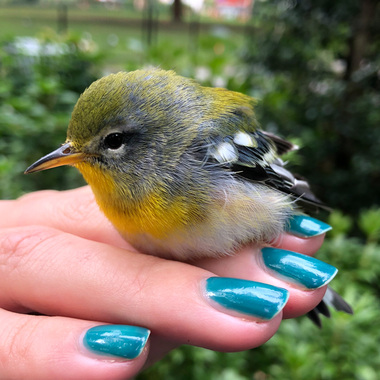 What to Do with Injured, Orphaned, and Dead Birds | NYC Bird Alliance