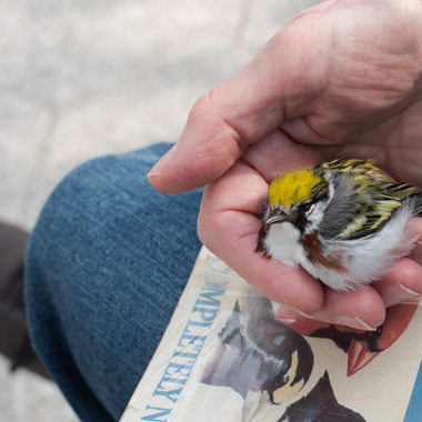 What to Do if You Find an Injured Bird | NYC Bird Alliance