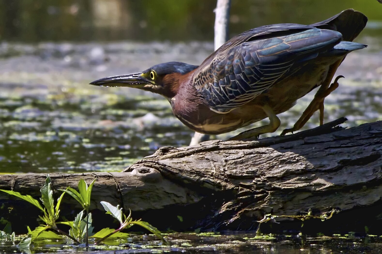 Van Cortlandt Park Birding - Bronx Bird Guide | NYC Bird Alliance