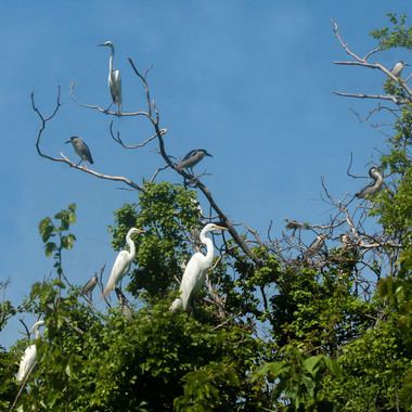 Get to Know the Harbor Herons! | NYC Bird Alliance