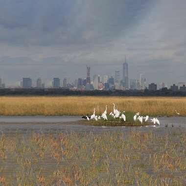 Protecting Jamaica Bay: Safeguarding Urban Wetland Habitat | NYC Bird ...